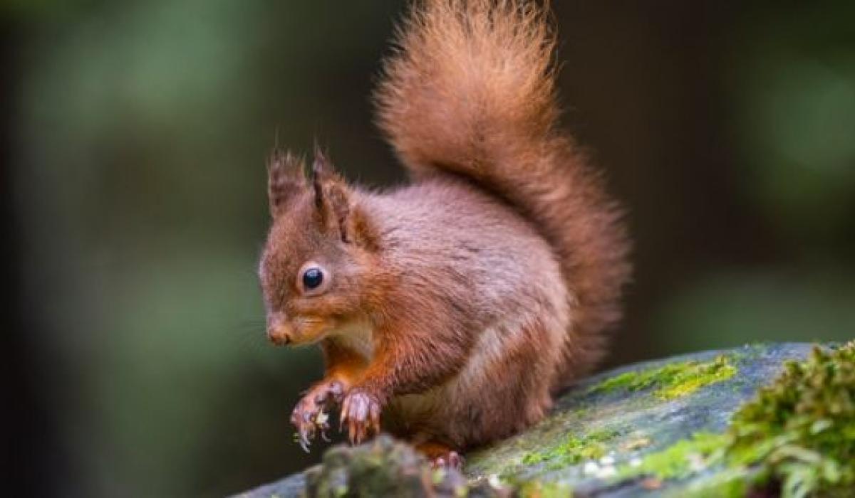 Native Irish red squirrel returns to Kilkenny city thanks to pine ...