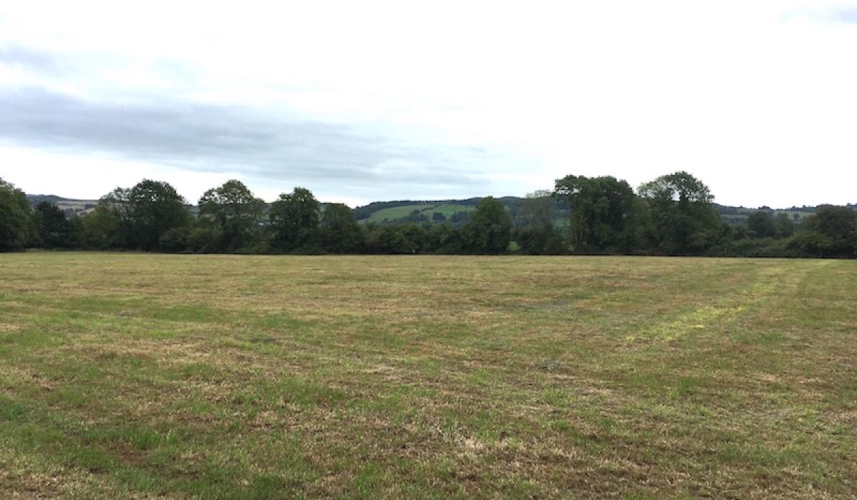 Windgap Farm sells successfully in lots - Kilkenny Live