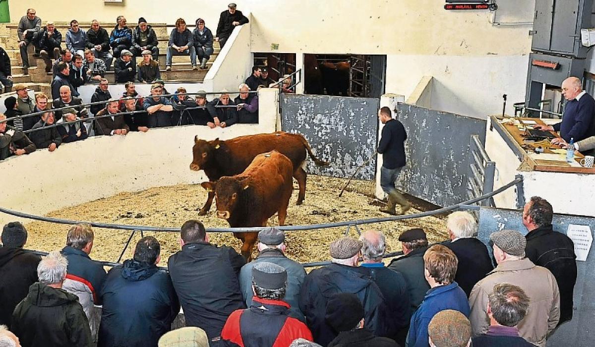 Livestock marts across Ireland welcome buyers back ringside - Kilkenny Live