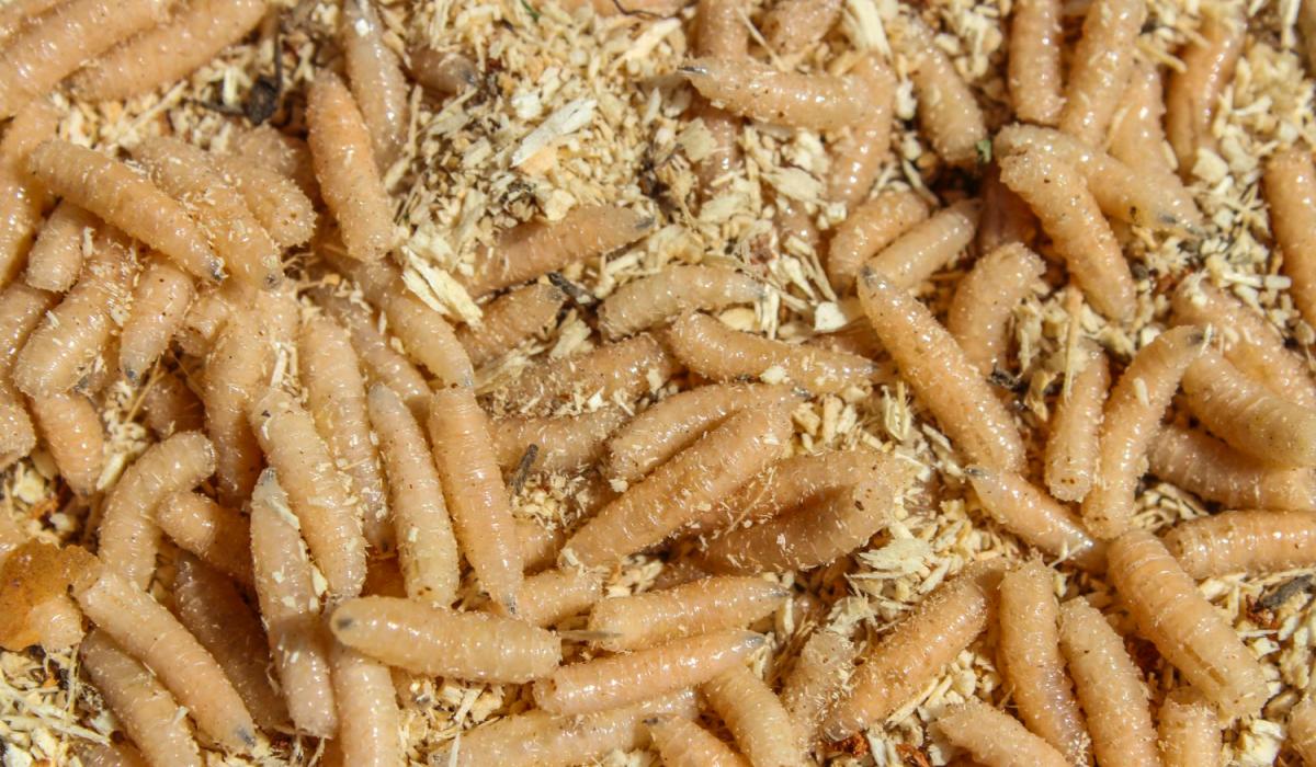 A plague of maggots in Castlecomer - Kilkenny Live - Kilkenny Live
