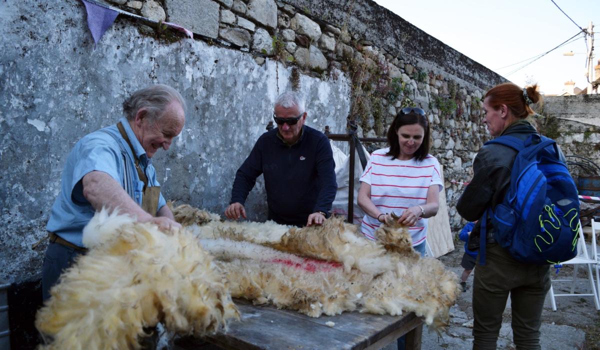 First sheep shearing in town in Kilkenny for a generation! - Page 1 of ...