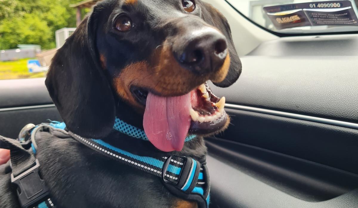 Could Kilkenny's Jerry Joe be the Nose of Tralee? - Kilkenny Live