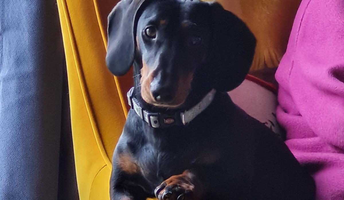 Pictures: At home with Jerry Joe - Kilkenny's Nose of Tralee finalist ...