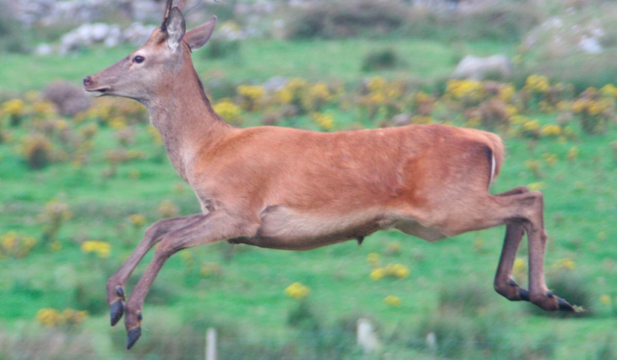 Kilkenny 'wild deer hotspot' gets deer management unit - Kilkenny Live