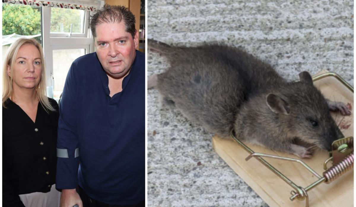 Inside Irish family's home 'under attack' from rats the size of cats ...