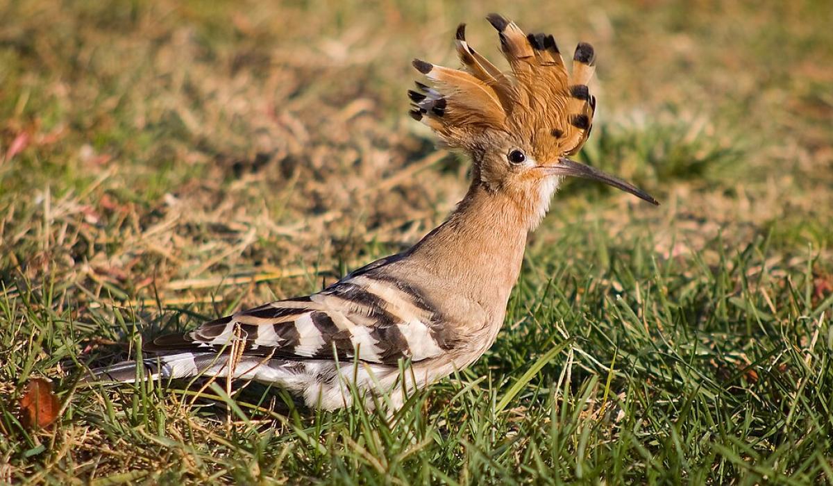Spectacular non-native bird spotted in Kilkenny - Kilkenny Live