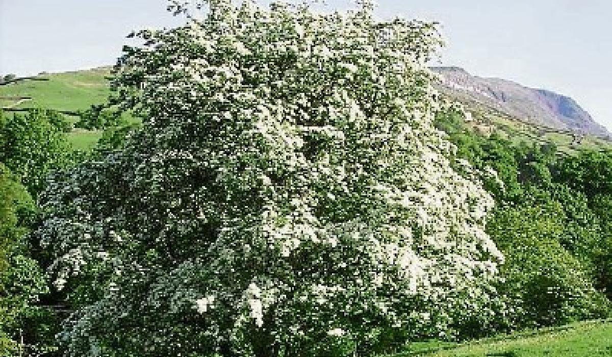 Then & Now: The magical powers of the hawthorn - Kilkenny Live