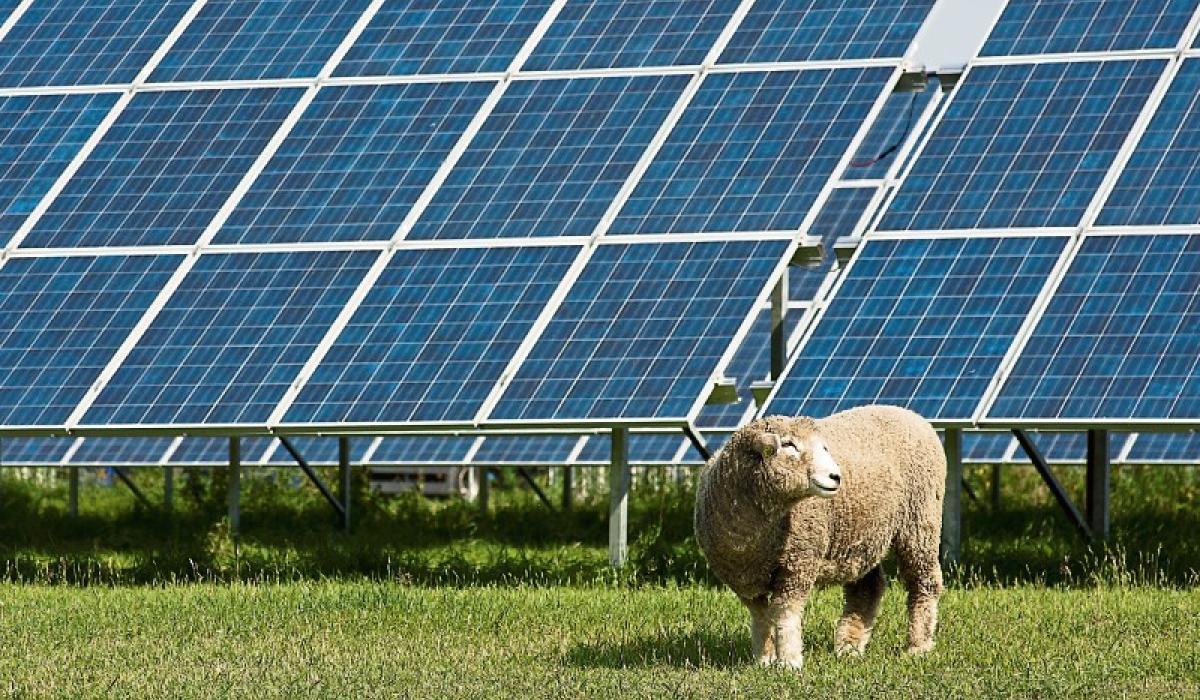Can solar farms provide a bright future for Kilkenny farmers ...