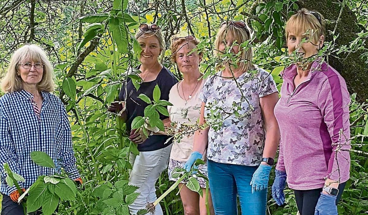 Bennettsbridge volunteers play their part in removing invasive plant ...