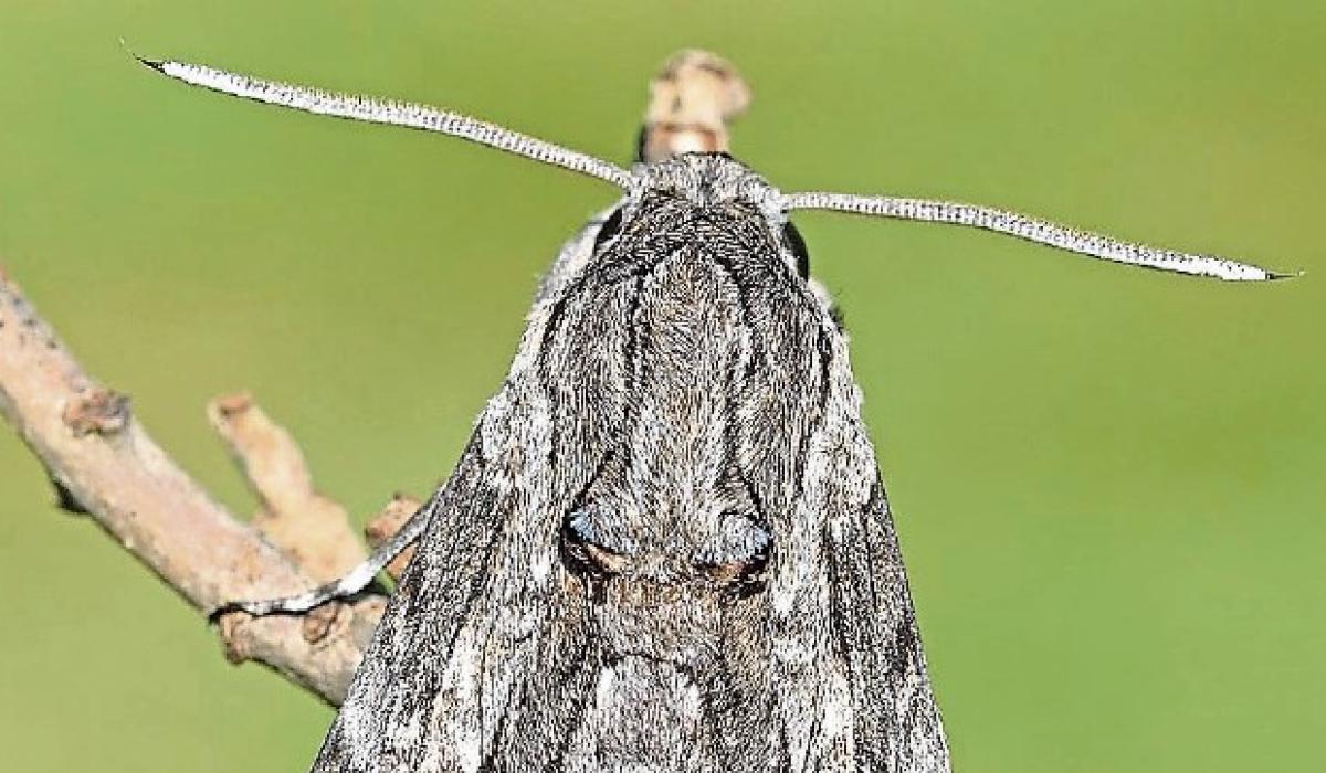 Chance to get up close and personal with some moths in Kilkenny ...