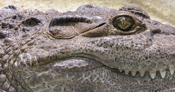 Annual European Crocodile Network meeting for Kilkenny - Kilkenny People