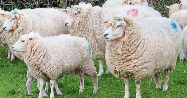 Strong sheep prices but numbers still down at marts - Kilkenny People