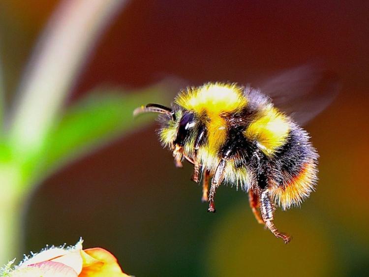 Bzzz.... Bumblebee could become Kilkenny's 'County Insect' - Kilkenny ...