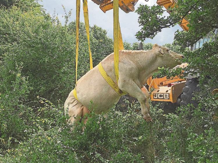 Dramatic rescue unfolds as cow falls into River Nore - Kilkenny People