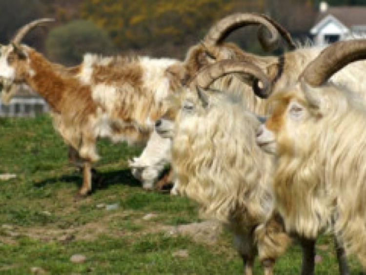 Bilberry goat - Alchetron, The Free Social Encyclopedia