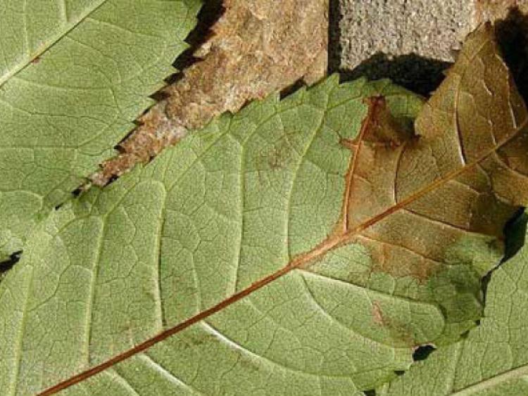Devestating ash tree disease found in the wild with Kilkenny one of ...