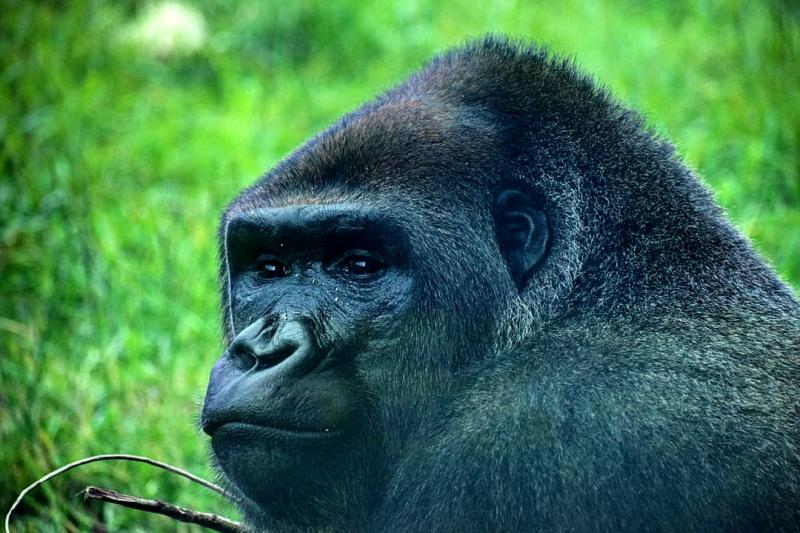 Exotic wildlife photography to be featured in the Kilkenny Arts ...