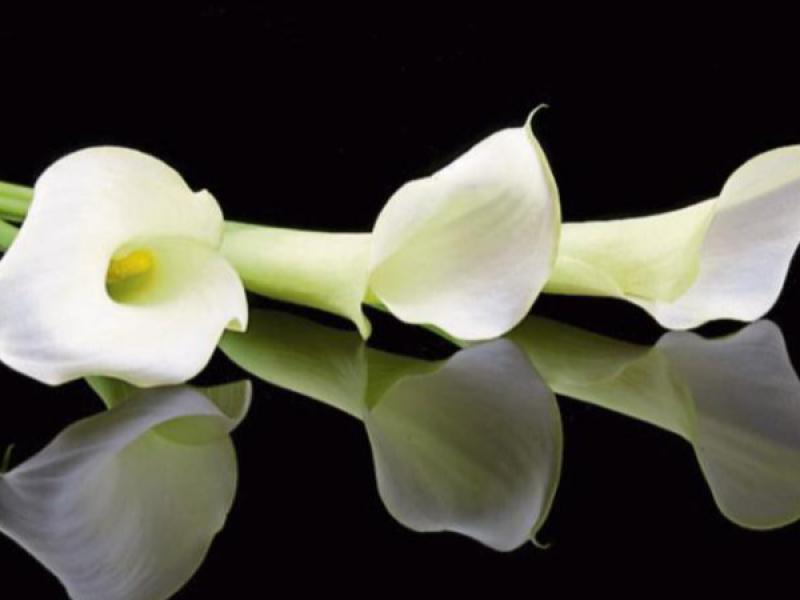 RIP: Kilkenny school pays tribute to 'much loved' colleague - Kilkenny Live