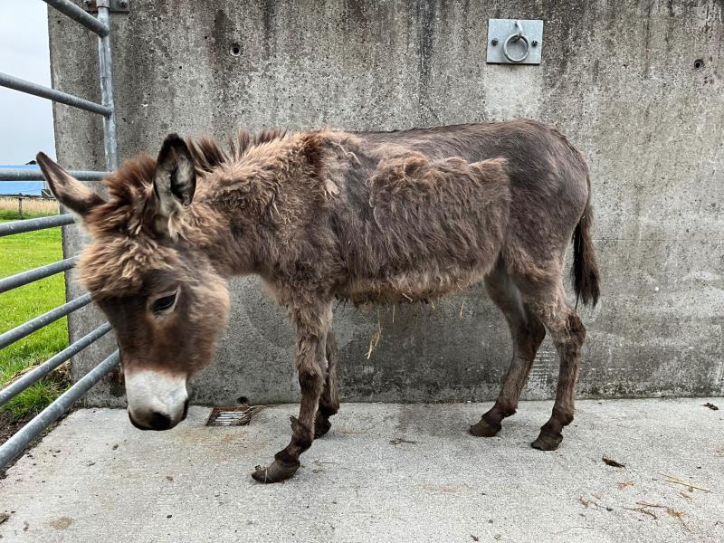 'We need your help' - Donkey Sanctuary pleads for donations as 12 ...