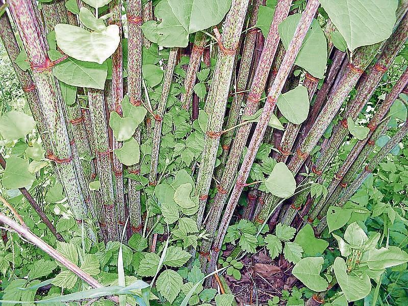 Talbot Tower closed indefinitely due to invasive Japanese plant ...