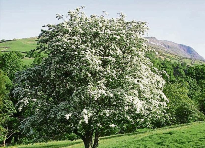Then & Now: The magical powers of the hawthorn - Kilkenny People